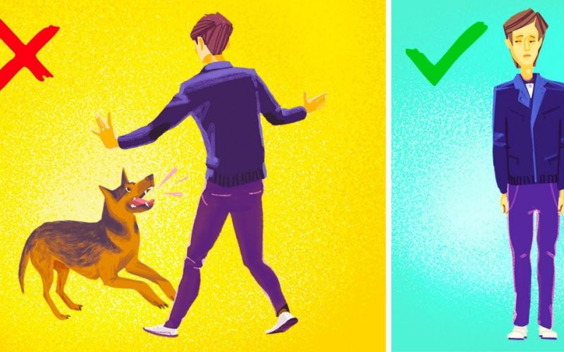 被狗咬了之后应该怎么办?看此视频也许能救你一命!