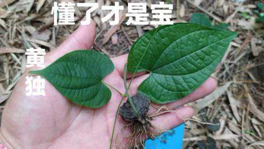 农村植物黄独别名“黄药”,样子长得好像淮山,好多人分不清