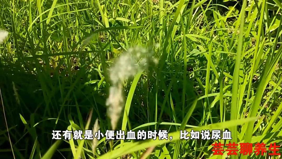 白茅根的作用是凉血止血,常用于尿血