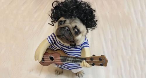 这只跳舞的狗子,让我足足笑了1分03秒!实在太乖巧了