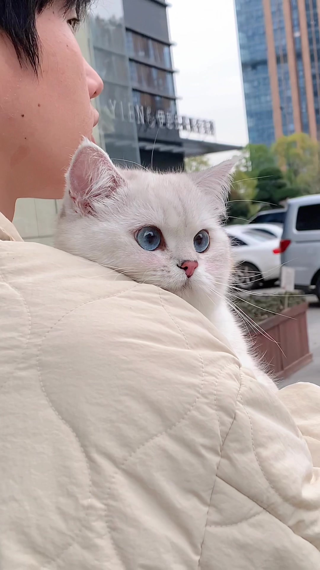 我的时尚猫崽挂件 只要一出门 回头率百分百#记录猫咪日常 #猫咪日常 ...