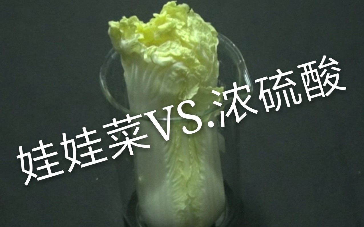 娃娃菜VS.浓硫酸!娃娃菜走的很安详