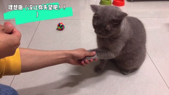 重庆方言版训练“蓝猫”握手礼仪!