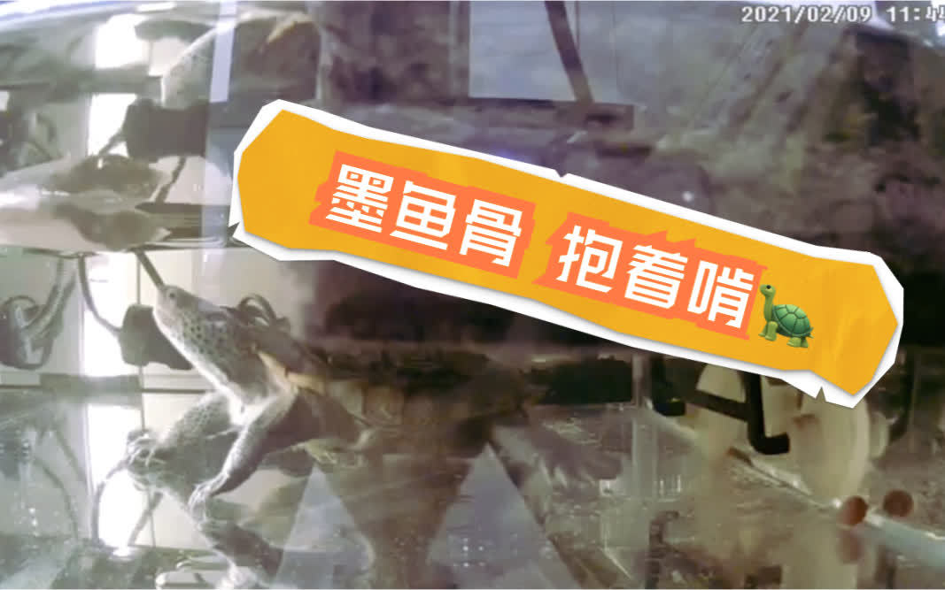 【钻纹】一只会抱着墨鱼骨啃的龟龟
