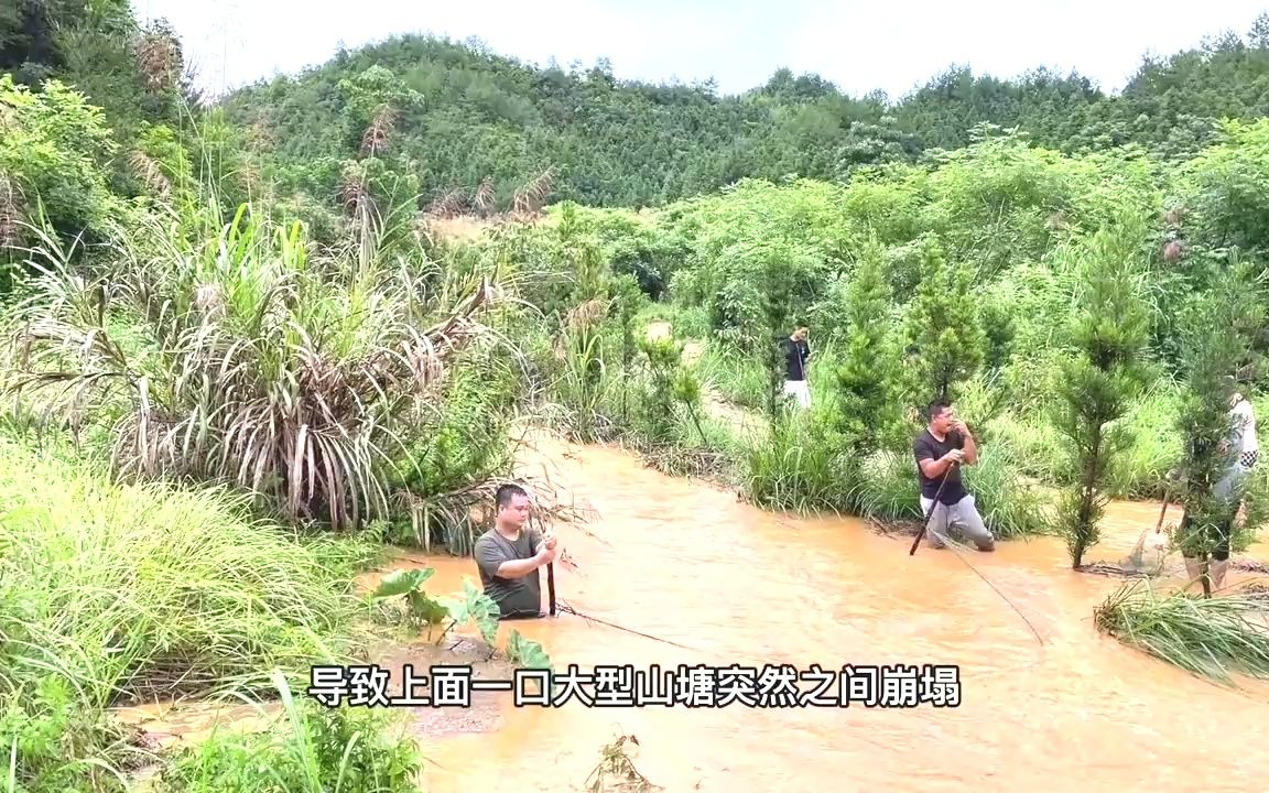 大家都说抛秧方法很省力,却发现水稻越种越不对劲,看看原因在哪