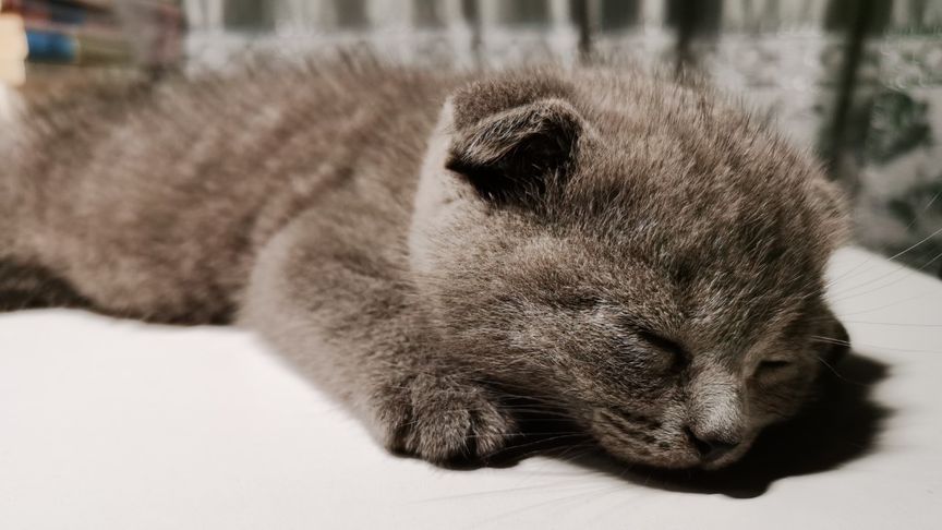 新来的主子,小奶猫对数据线都玩对如此嗨,还翻跟头