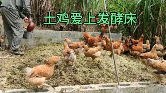 种养结合,农人可歌综合利用鸡粪、牧草、水果酵素,创建生态农业