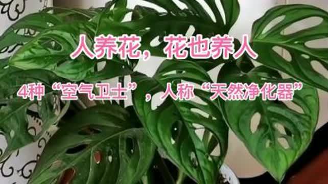 人养花,花也养人,4种“空气卫士”,人称“天然净化器”!