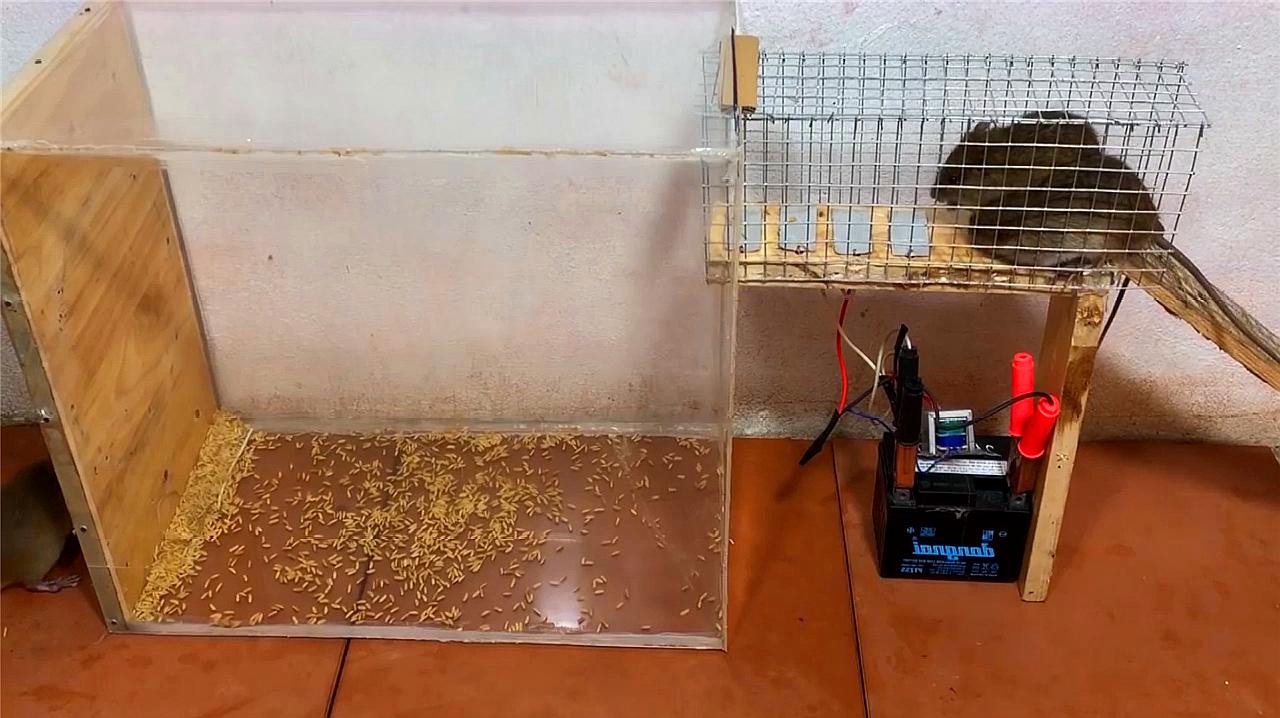 牛人自制的捕鼠神器,老鼠不当一回事,被电到蹦飞进来