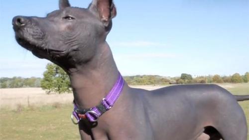 全球最凶恶的狗狗,一旦斗殴不死不休,多国明令禁止饲养?