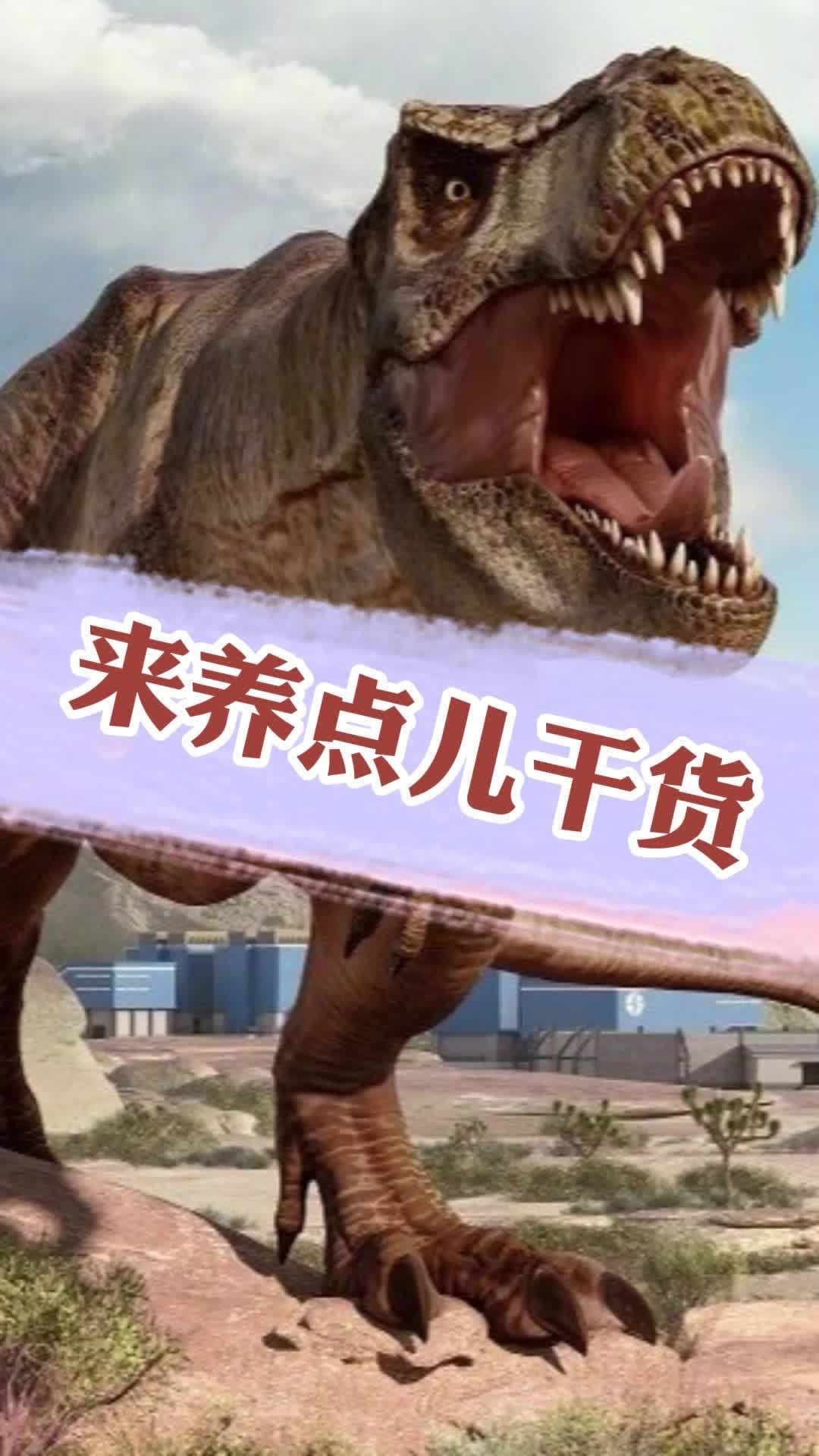 能满足比较硬核铲屎官的模拟经营游戏