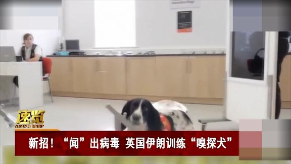 英国和伊朗正在训练能嗅出新冠病毒的工作犬