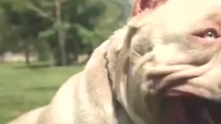 恶霸犬打架,主人惩罚它还委屈上了,网友:“男儿”有泪不轻弹!