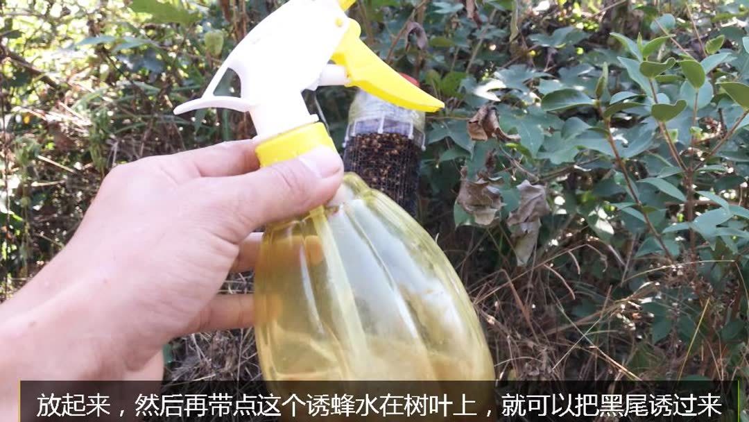 诱蜂水配老蜂引蜂,引到黑尾胡峰,直接跳山拦蜂标找出这窝大货