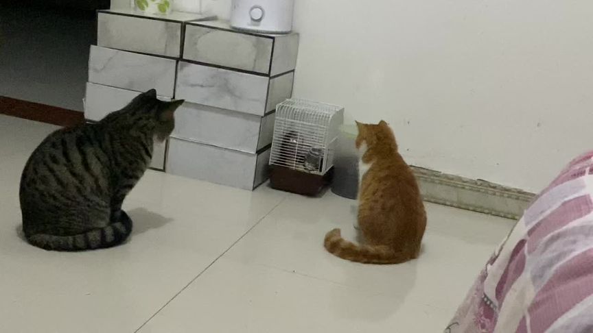 仓鼠ߐ�:我害怕极了!