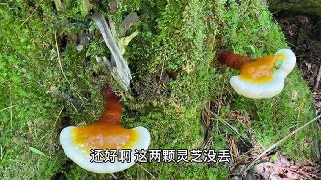 都说灵芝留不住 容易丢 这不长的挺好吗 我要记录灵芝的生长过程