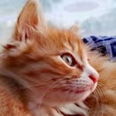 混沌中放出光明 