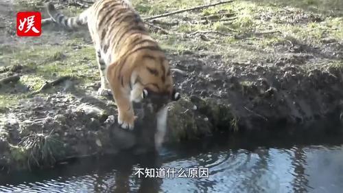 东北虎闯入村庄,村民:牛犊那么大!