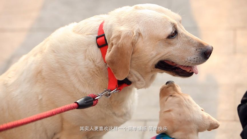 狗狗在中国:狗狗 和犬带给人类的是一种简单的情感