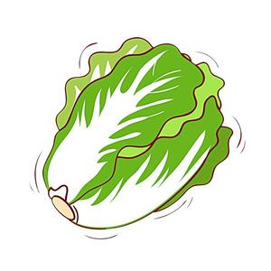 闲聊小白菜 