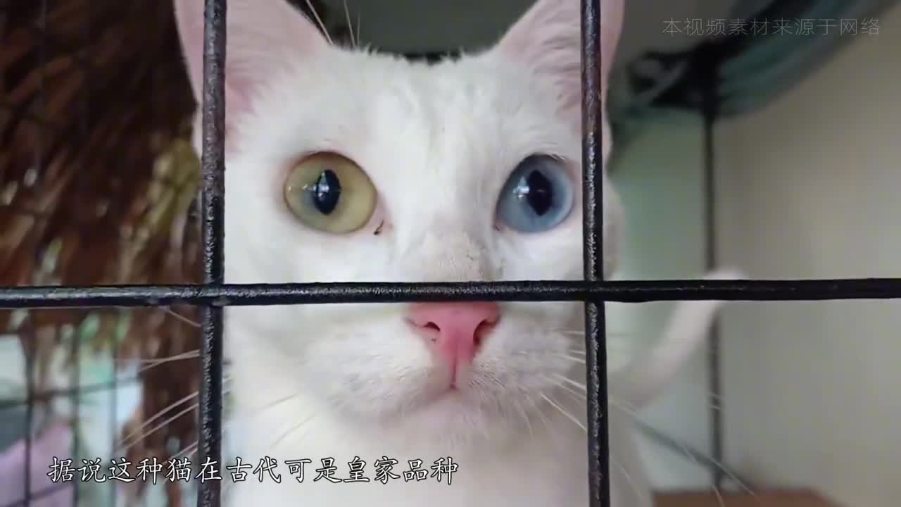 盘点五种天价猫咪,从几百元到身价上亿,凭什么这么贵这么值钱