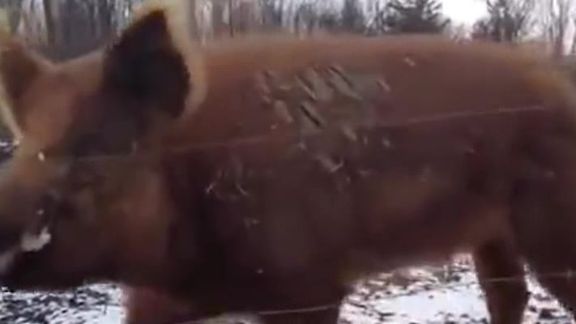 一只被电哭的猪!