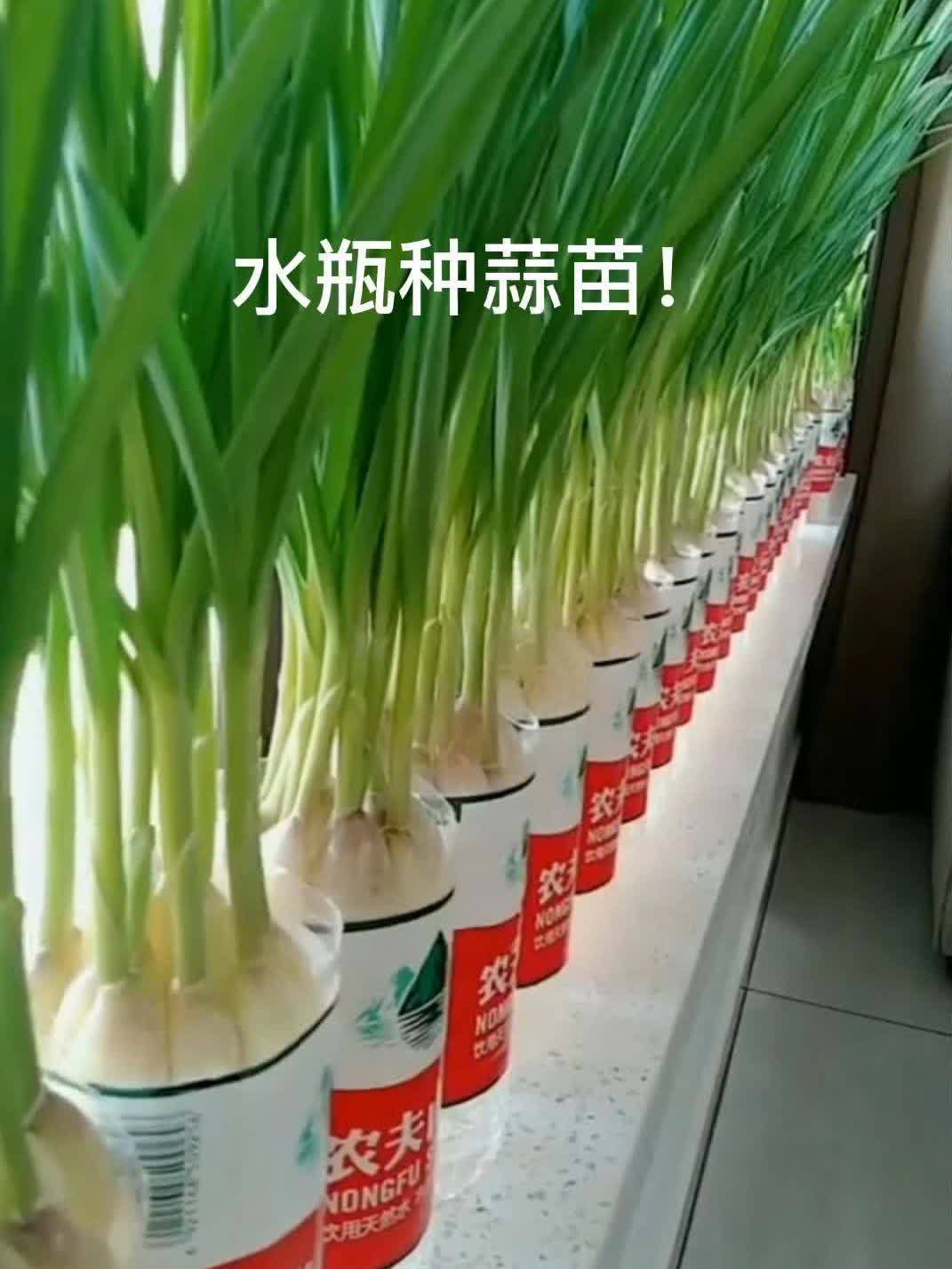 家里矿泉水瓶别扔,种点蒜苗吧!