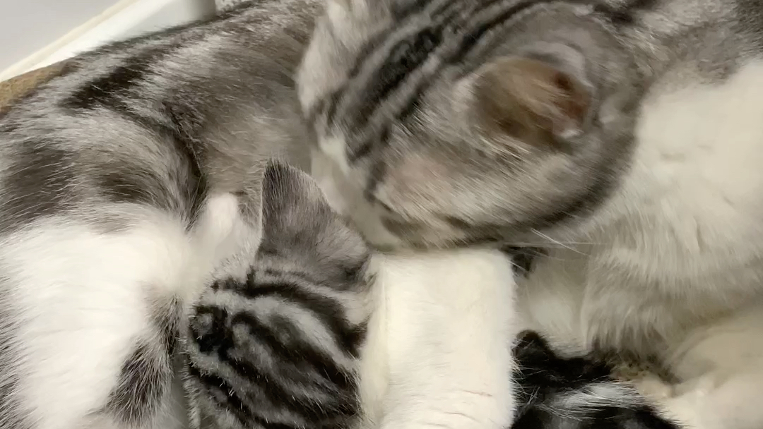 震惊!真实还原猫咪踩奶!
