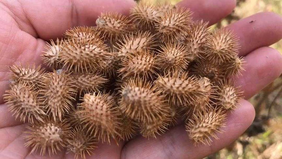 粘人的"苍耳子",却有很高的药用价值,这2种人很适合哦?