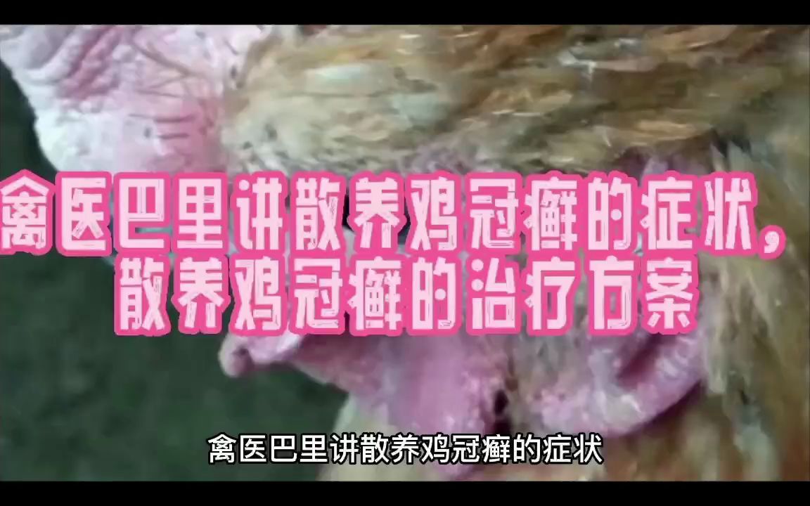 禽医巴里讲散养鸡冠癣的症状,散养鸡冠癣的治疗方案