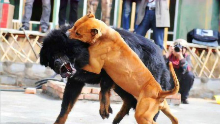 中国藏獒大战恶霸比特犬,没想到局势扭转,主人都不敢上前劝架!