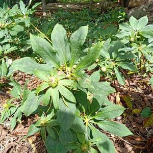 重楼种植技术指导 