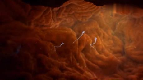 3分钟动画,详解受孕全过程