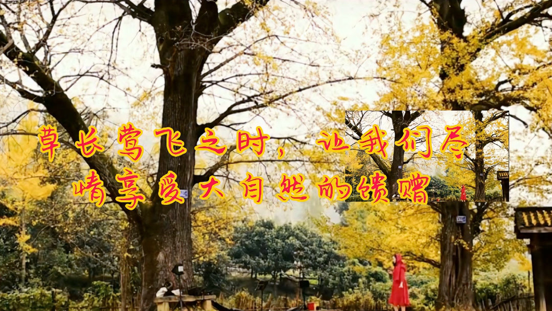 走进武当山西神道全真观遗址,看千年银杏,感受自然静谧之美