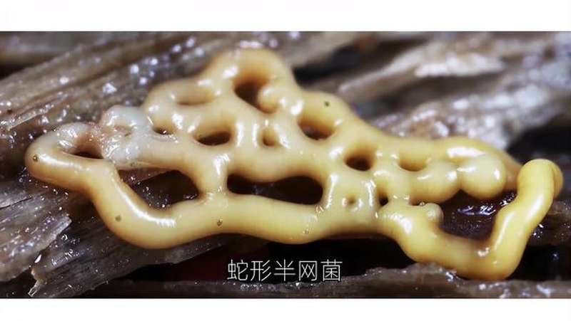 ...她把天南海北收集来的孢子,放在培养皿里,记录下 显微镜下的生命之美