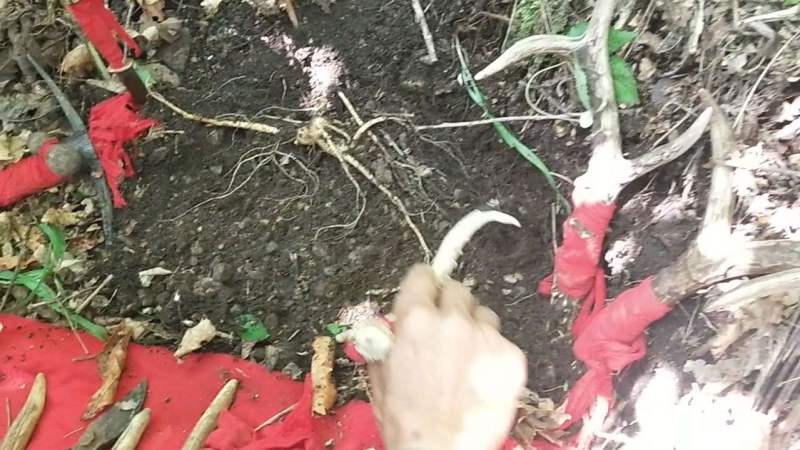 长白山人参野山参