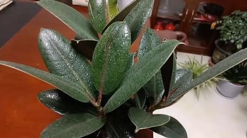 橡皮树这样养,叶大杆壮颜色绿,株型更好看