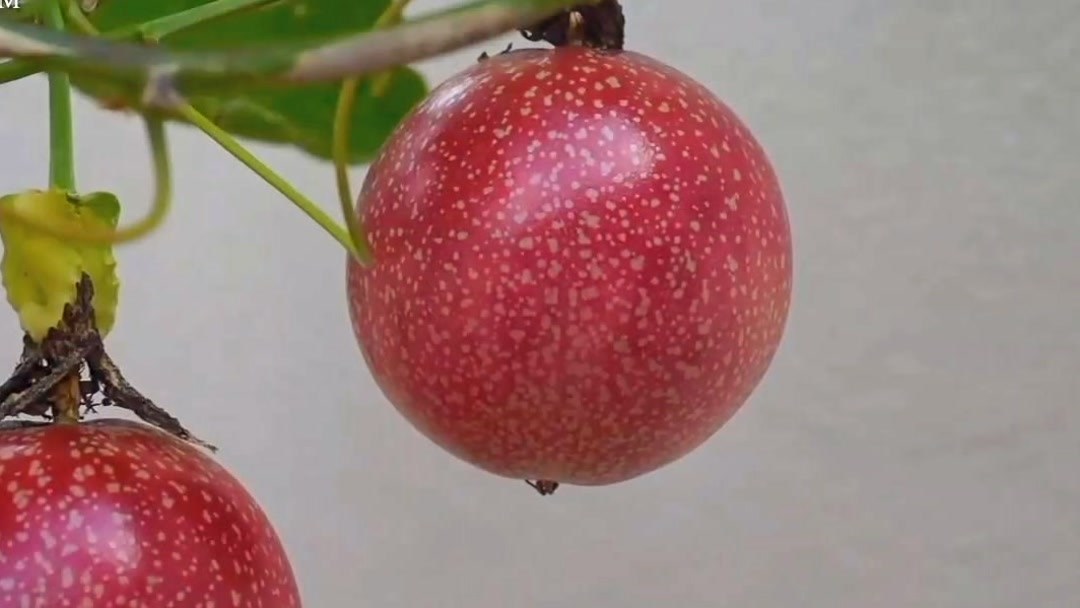 阳台种一棵百香果,记录从开花到结果的全过程,一起分享这份甜蜜