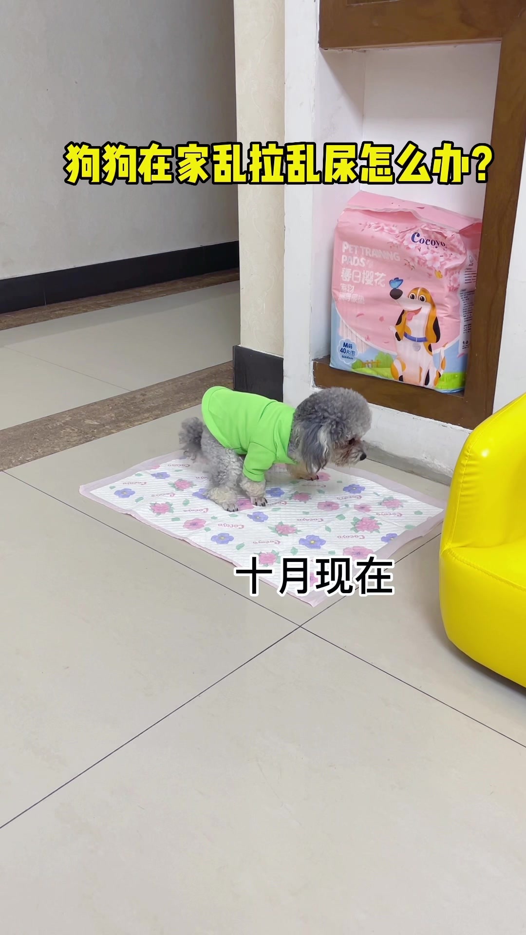 让狗子学会上厕所,原来这么简单#萌宠好物 #萌宠出道计划