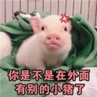 娱乐小猪精 