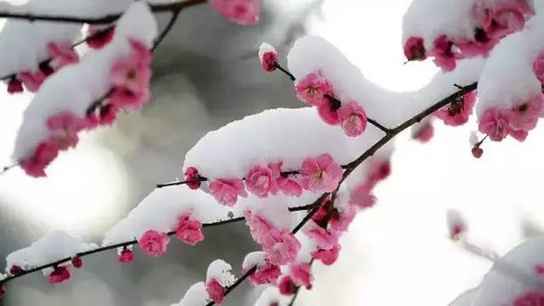 深山的寒梅 