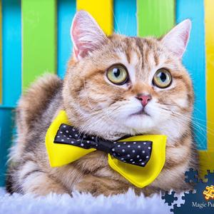 春天中的追梦男孩 