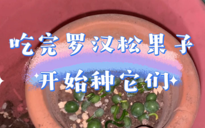 前几天吃完的罗汉松果子别浪费,说中就中,我这样种得对不对呀?