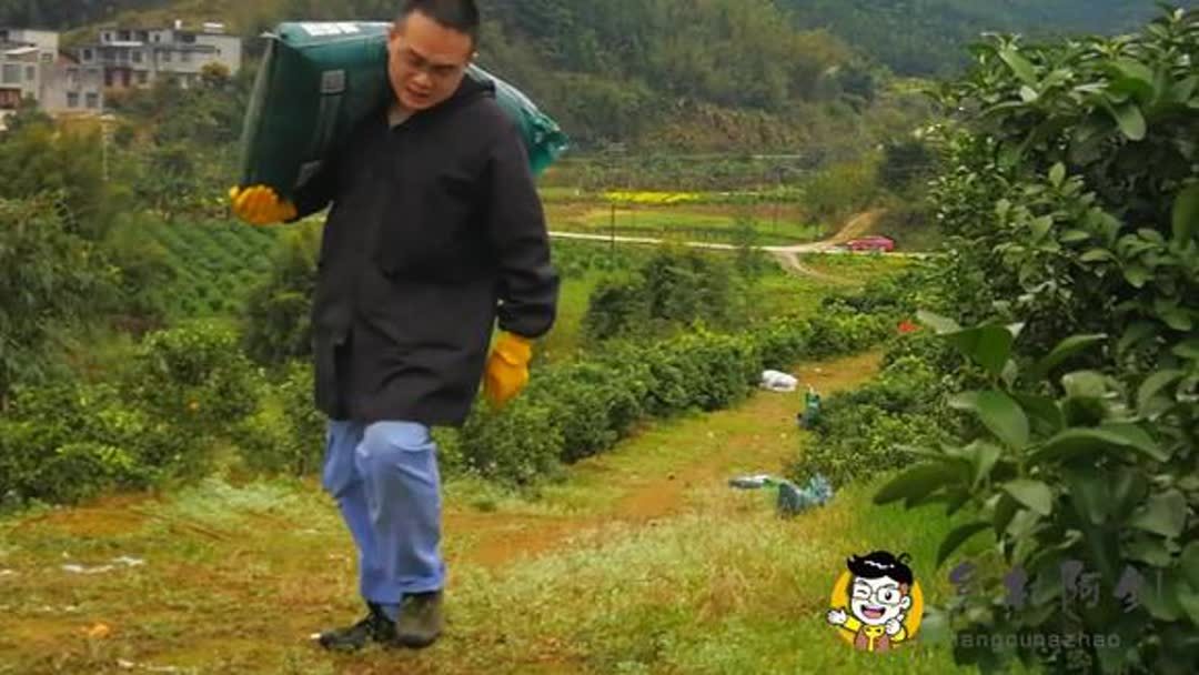 小伙想发财种20亩沙糖桔,施肥1次花1万元,农资店老板笑了
