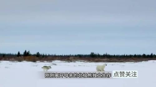 冰天雪地生存不易,少年北极熊偶遇北极群狼围捕,如何突围?