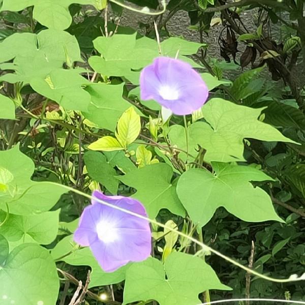666陌上花开 