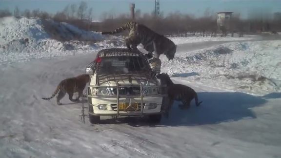 东北虎上车吃鸡,待在车顶不下来了,东北虎体重实在太大了