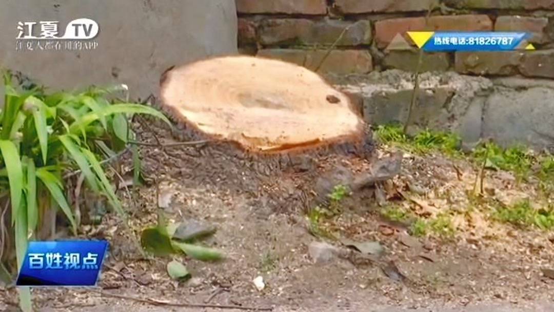 可惜!生长数十年的大树被砍,到底是怎么回事呢?