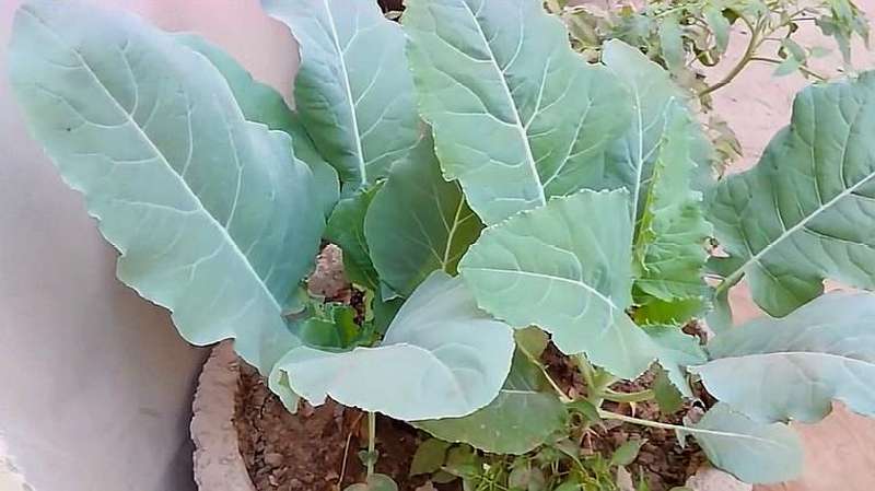 用塑料瓶和海绵制作滴灌系统,简单还方便,这方法厉害了