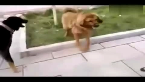 斗狗 动物世界 视频大全2013_ 视频藏獒_